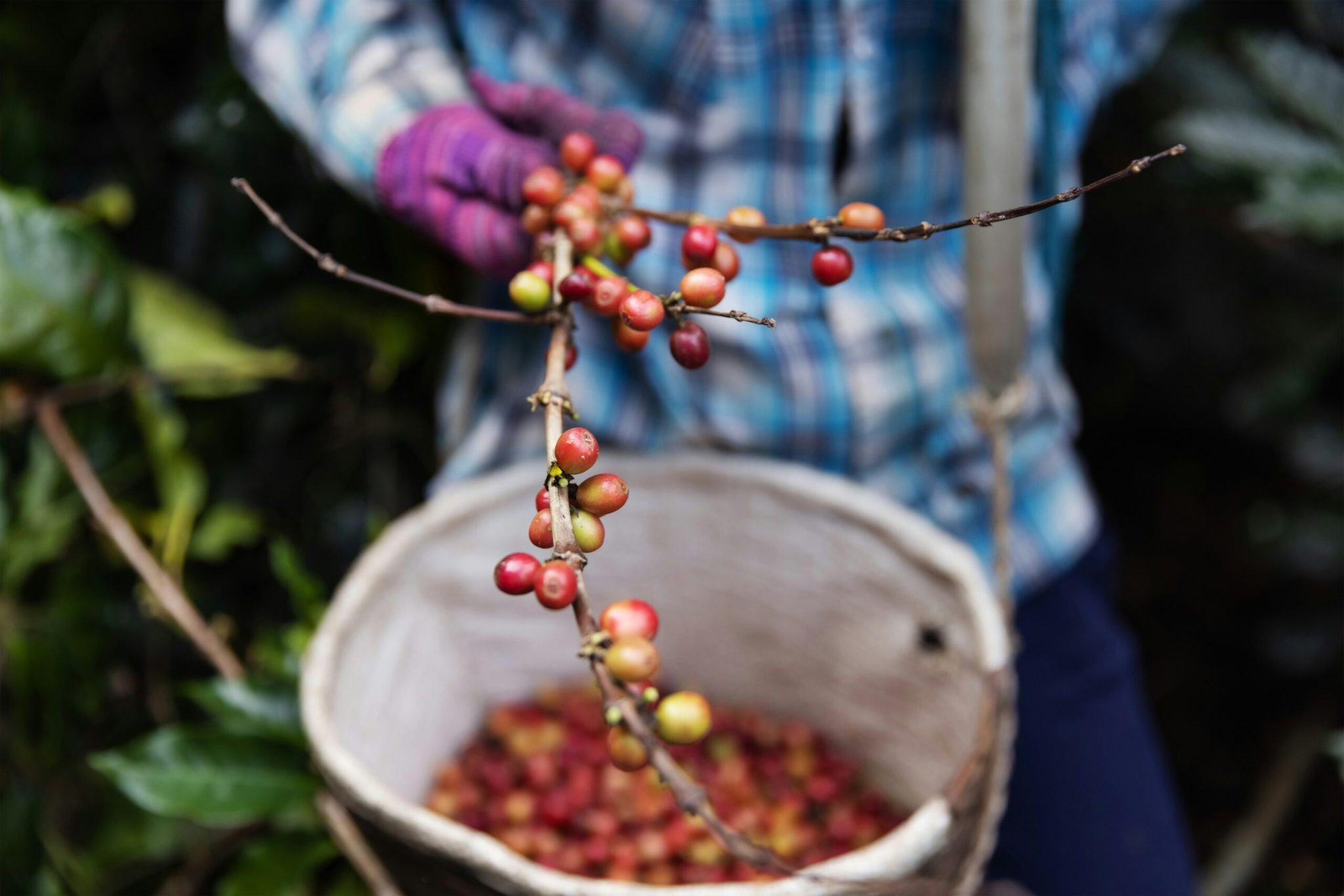 Buying Local in the Philippines — FILIP News